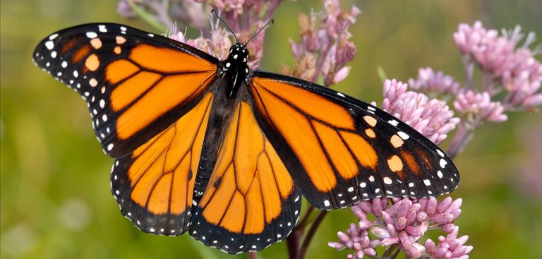 Texas Discovery Gardens Embarking on Largest Urban Monarch Project in ...