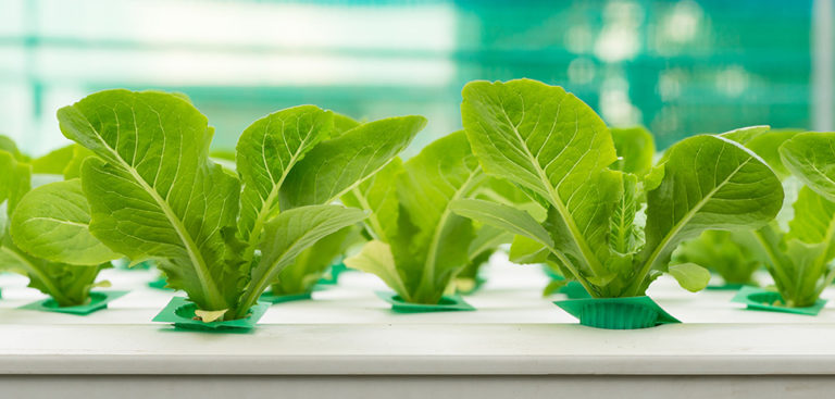 Dallas Urban Farms Will Grow Fresh Produce for Chef Bruno Davaillon's ...