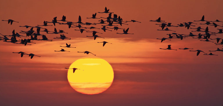 Discovery: SMU and UTSW Figure Out How Birds Migrate at Night ...
