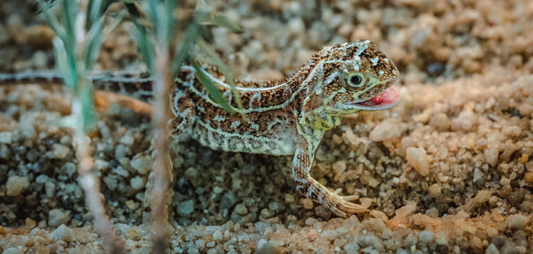 Colossal Launches The Colossal Foundation with $50M for 'BioVault ...