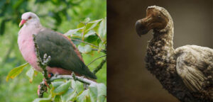 Colossal Partners with Mauritian Wildlife Foundation To 'Rewild' the ...
