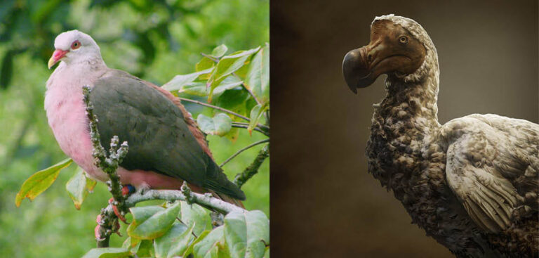 Colossal Partners with Mauritian Wildlife Foundation To 'Rewild' the ...