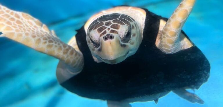 The Last Word: Bree Kramer on a Rescued Sea Turtle with an Innovative ...