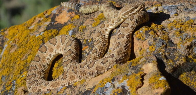 UTA Research Team Looks at Genetics of How Rattlesnakes Regulate Venom ...