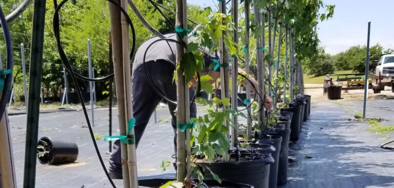 TXU Energy Partners with Texas Trees Foundation to Plant 400 Trees ...