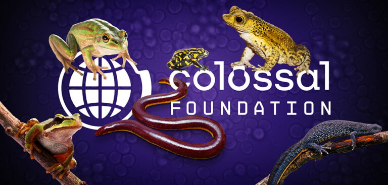 Dallas' Colossal Foundation Donates $1M to Help Save Amphibians from ...