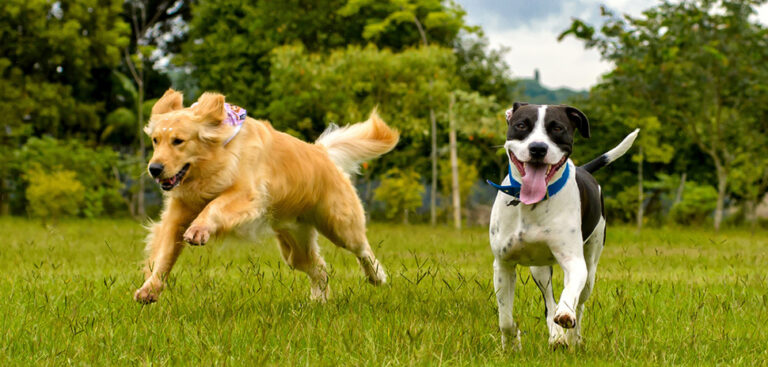 Muscling Up Dogs: Westlake-Based Virbac NA Launches Soft Chews That ...