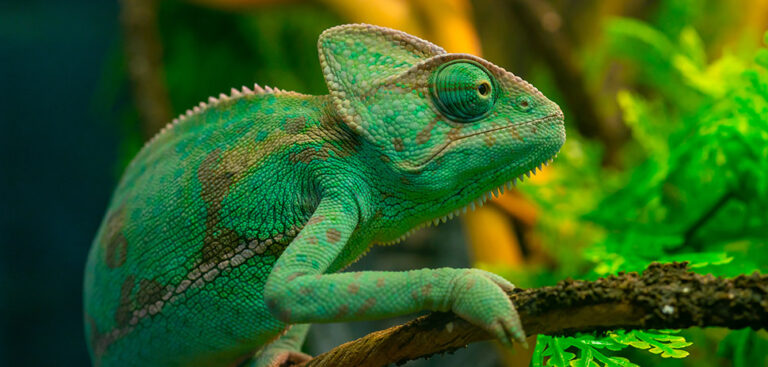 UTA's Amphibian & Reptile Diversity Research Center Among World's ...