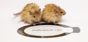 Meet the Colossal Woolly Mouse, Created by Dallas-Based 'Decacorn ...