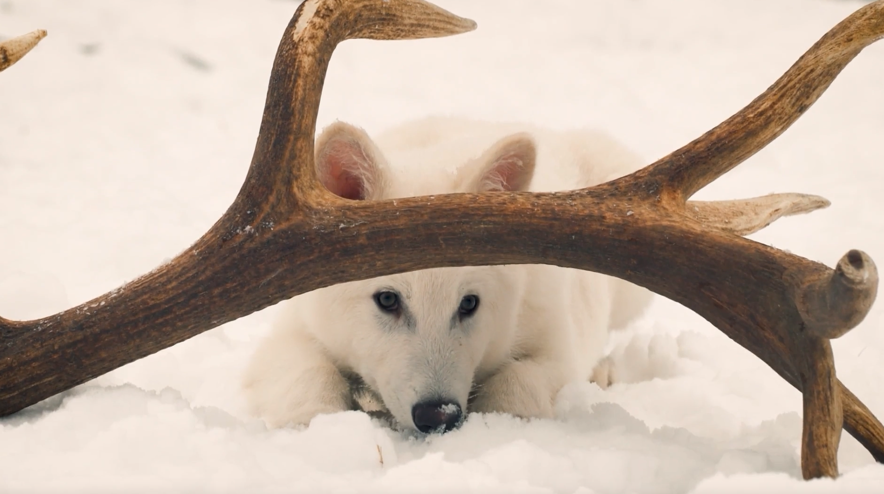 Hear the Howl: Dallas De‑Extinction Company Colossal Biosciences Brings ...