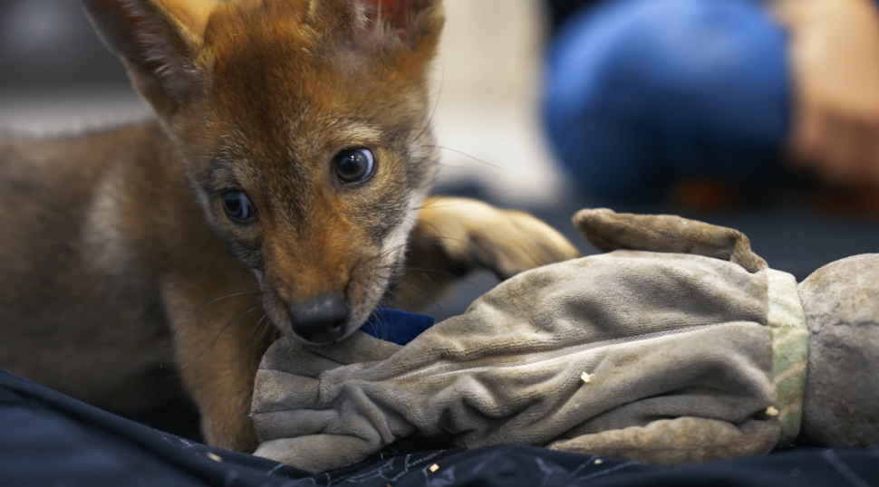 Hear the Howl: Dallas De‑Extinction Company Colossal Biosciences Brings ...