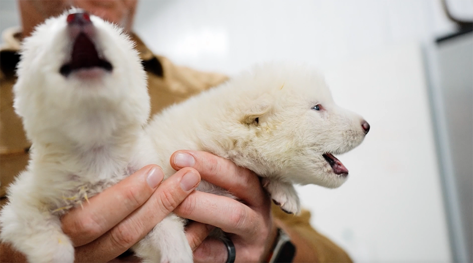 Hear the Howl: Dallas De‑Extinction Company Colossal Biosciences Brings ...