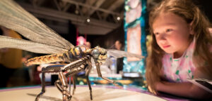 Bug-Eyed Blast: Perot Museum's 'Bug Lab' Spotlights Insect Innovation ...