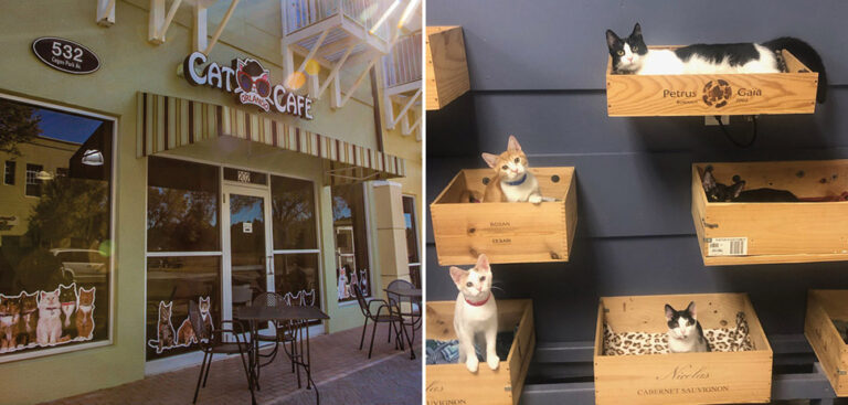 A New 'Cat Café' Will Be Brewing and Purring in North Texas in 2026 ...